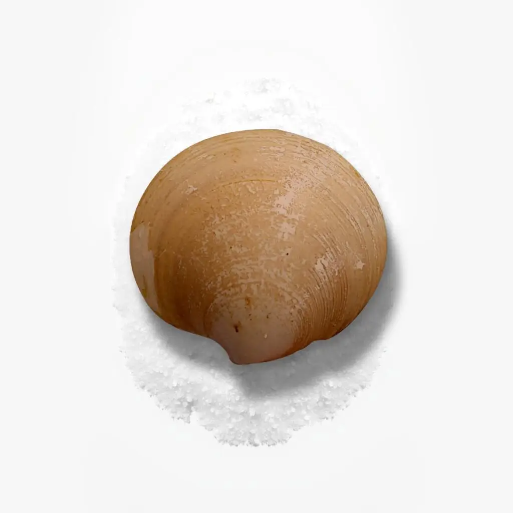 Productos – Mollusca